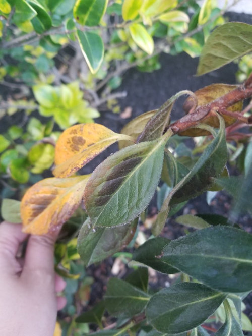 How can I help these Azaleas?