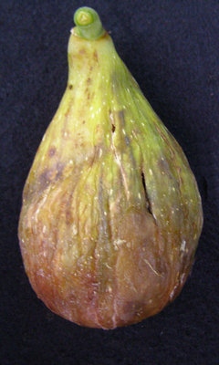 Stella Fig