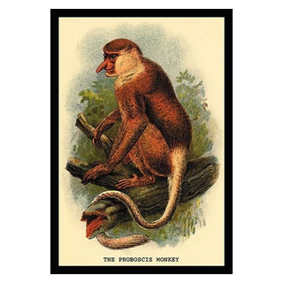 The Proboscis Monkey, 12" x 18" - Traditional - Prints And Posters - by ...