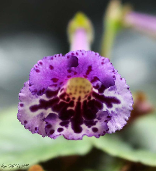 Mini Sinningia in Bloom