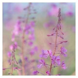 Fine Art Photograph, Fireweed I, Fine Art Paper Giclee, 24"x24 ...