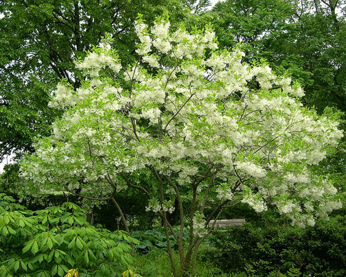 Specimen Tree | Houzz