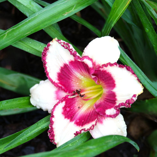 Some of Ron Reimer's and a Few Others from Today