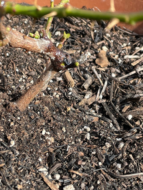 help please: what is this liquid on my rose cane