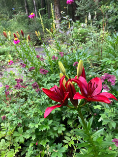Random Garden Photos