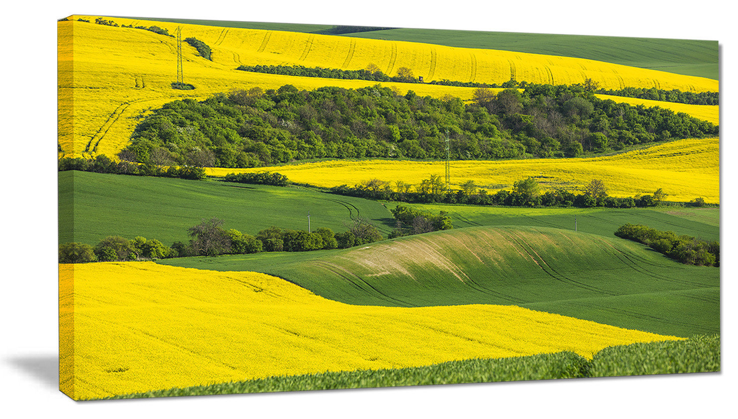 Rapeseed Fields and Green Wheat, Landscape Canvas Art Print, 32"x16 ...