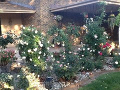Lava rocks in the flower bed?