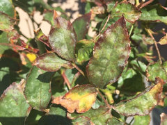 Mineral Deficiency Symptoms in Roses