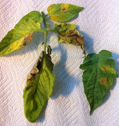 Shiny discoloration on tomatoes | Houzz Forum