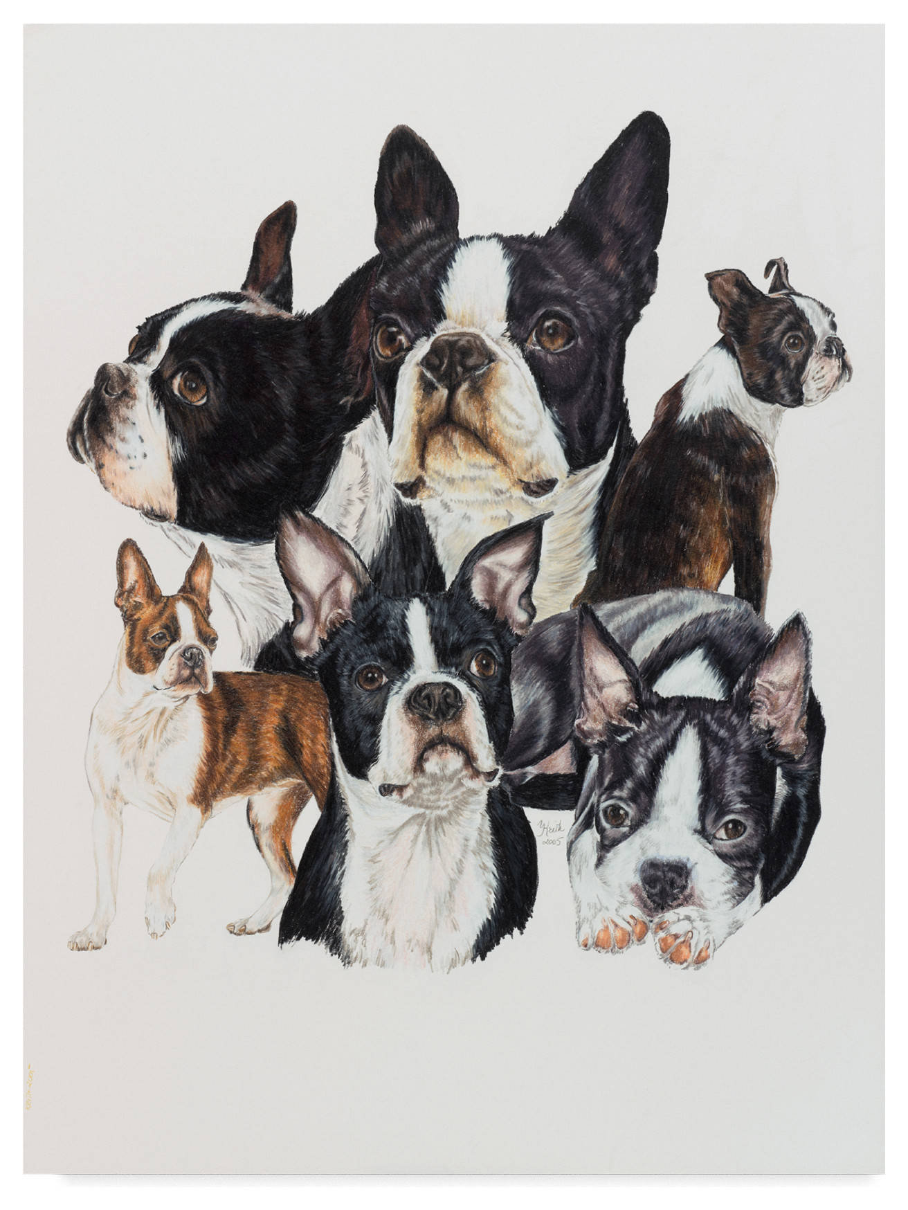 "Boston Terrier" by Barbara Keith, Canvas Art, 24"x18" - Contemporary ...