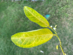 Citrus twig dieback
