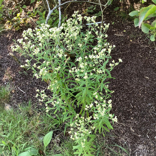 White flowered plant