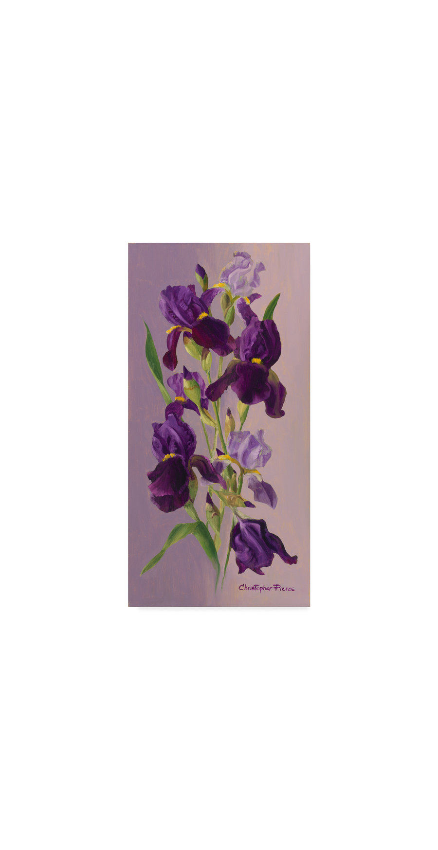 Christopher Pierce 'Study In Lavender' Canvas Art, 16"x32 ...