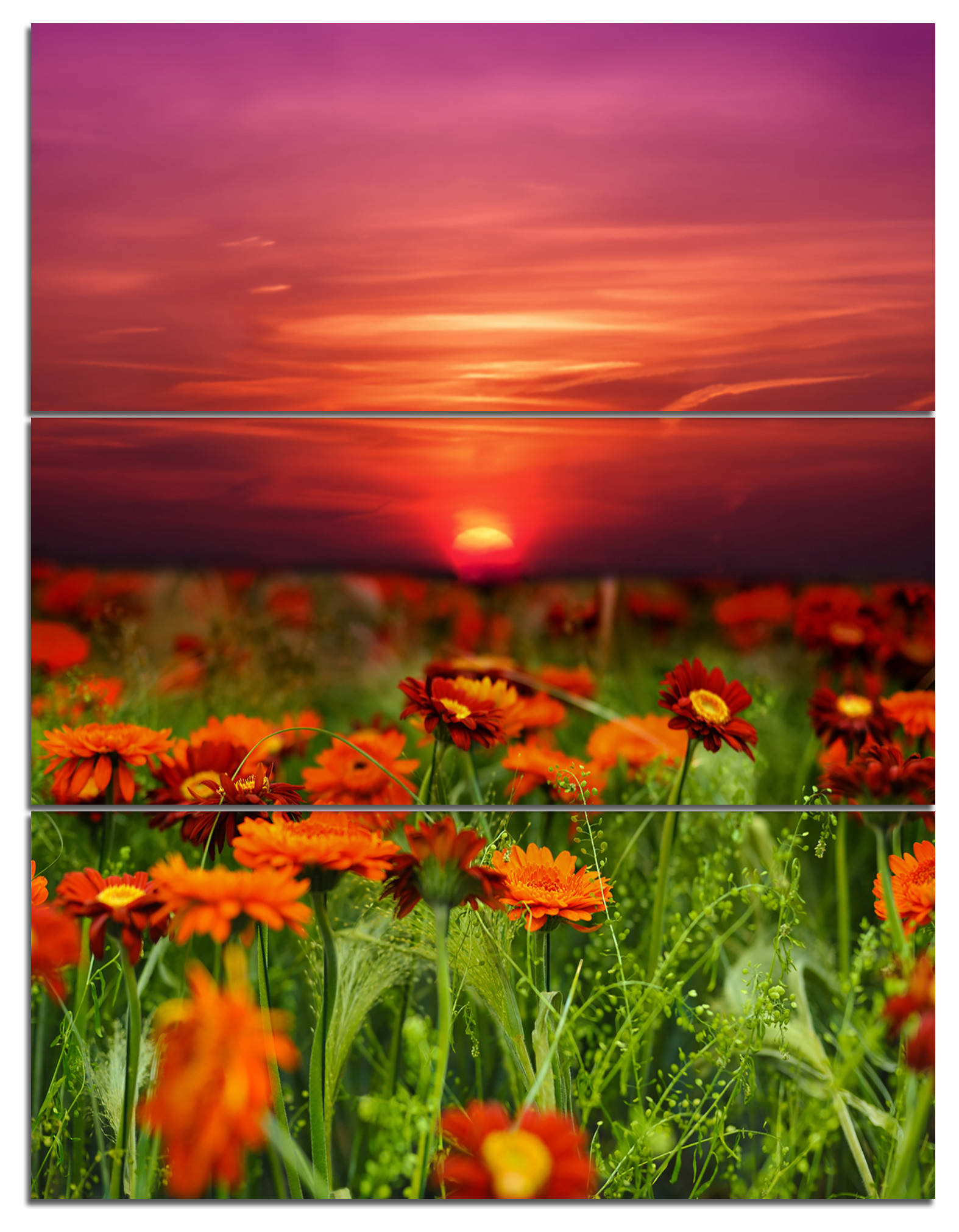 "Sunset Flowers With Red Sky" Modern Landscape Wall Art Canvas, 28"x36 ...