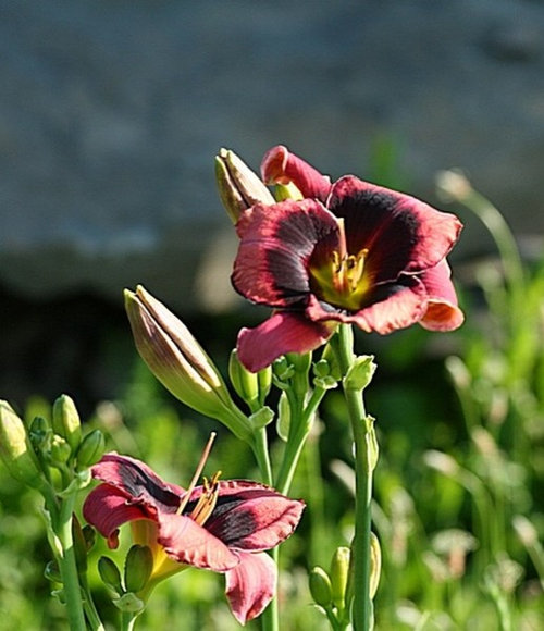 Keith Miner Daylilies