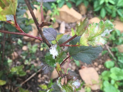 !Ninebark getting white mold? And black bugs? Help! I'm a new Gardner!