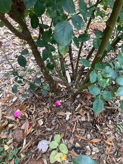 What’s going on with my bubble double rose?