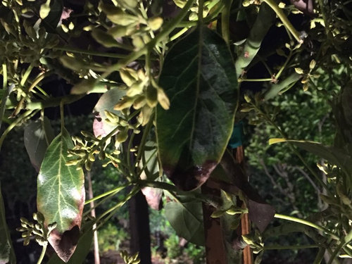 What's wrong with my avocado tree? Please help:-/ | Houzz Forum