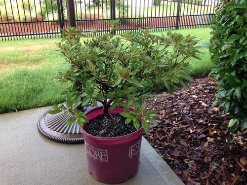 Encore Azalea Problems; Sunburn??