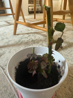 My Japanese & Florist Rose Garden