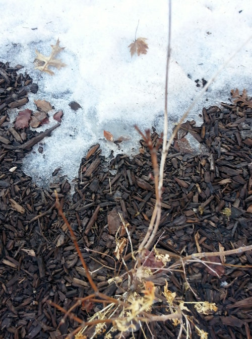 Japanese Maples - Dead?