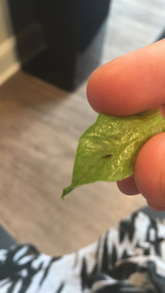 Worms in my ficus | Houzz Forum