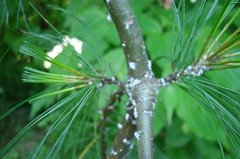 white fungus on small weping white pine