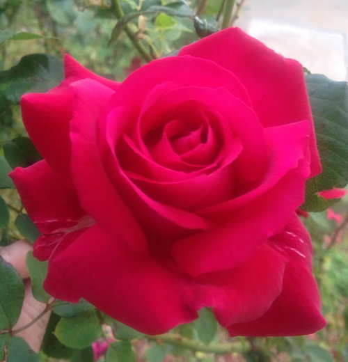 Fragrant Modern Roses by Color: RED