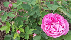 La Reine rose care? | Houzz Forum