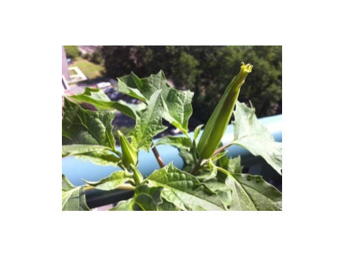 Large Leaf Flowering Tree