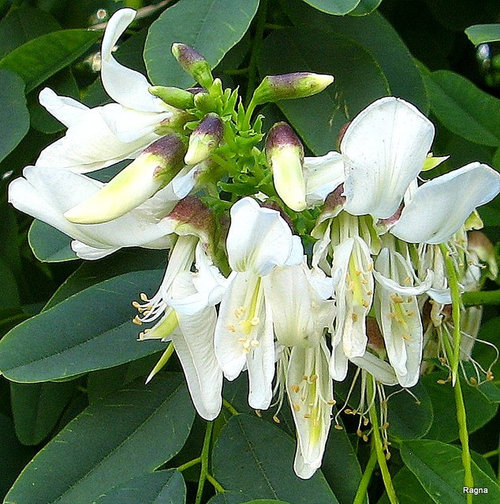 Wanna' take a little tour of the front yard?