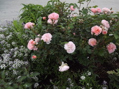 Long blooming roses