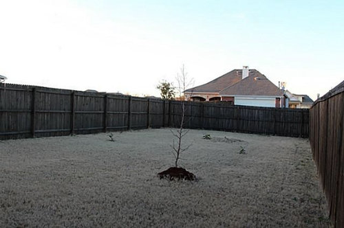 Help designing empty backyard