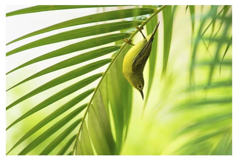 "50 Shades Of Green" Digital Paper Print by Daniele Bariviera, 20"x14 ...