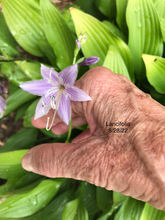 Bloodline is going to flower!