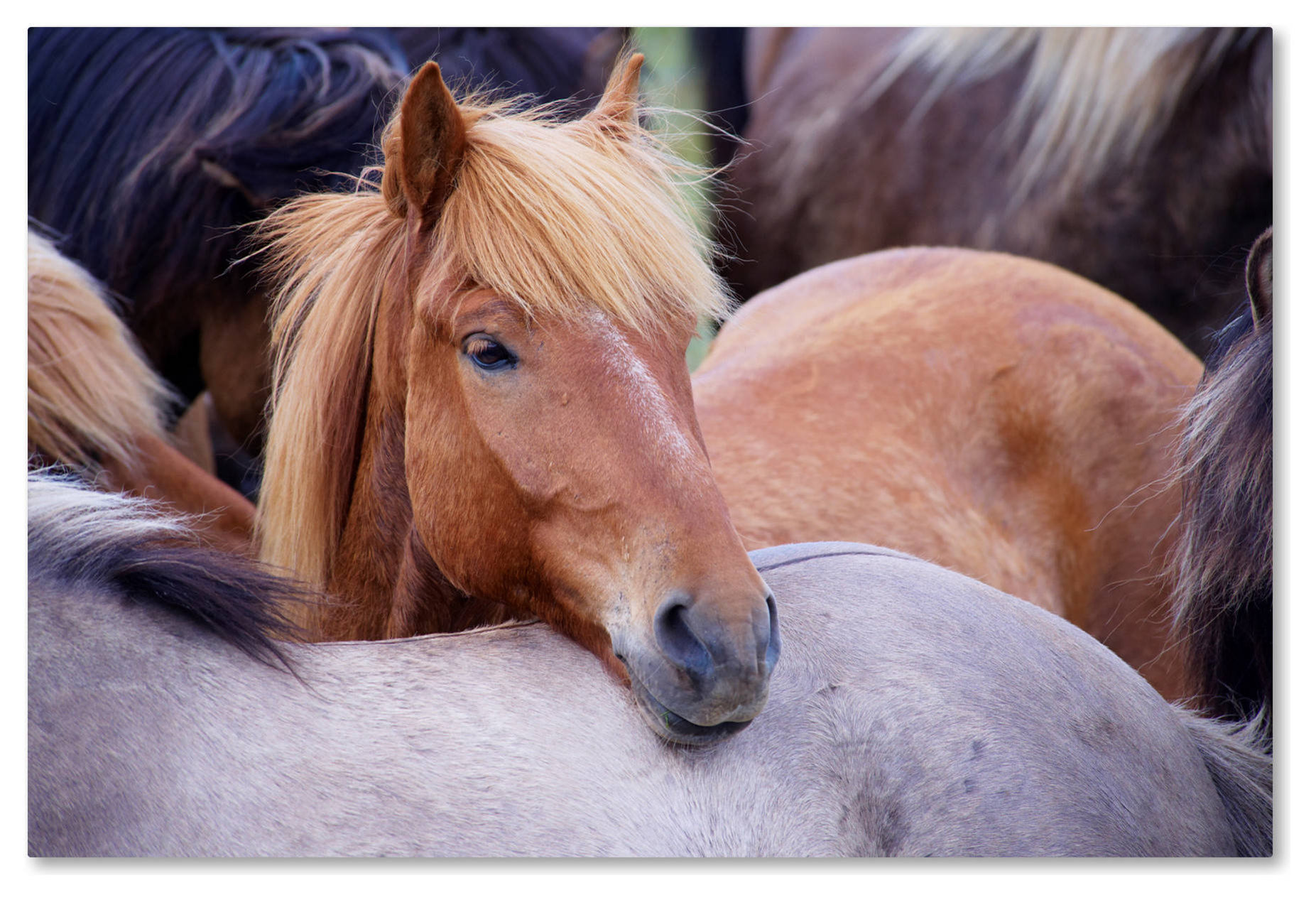 "Horses 1" by Robert Harding Picture Library, Canvas Art, 30"x47 ...