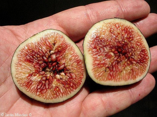 Mundani Botanical Garden