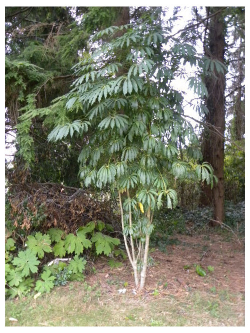 Schefflera taiwaniana 'Yuan Shan'