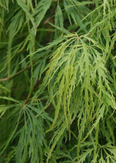 13 Japanese Maples for Shade