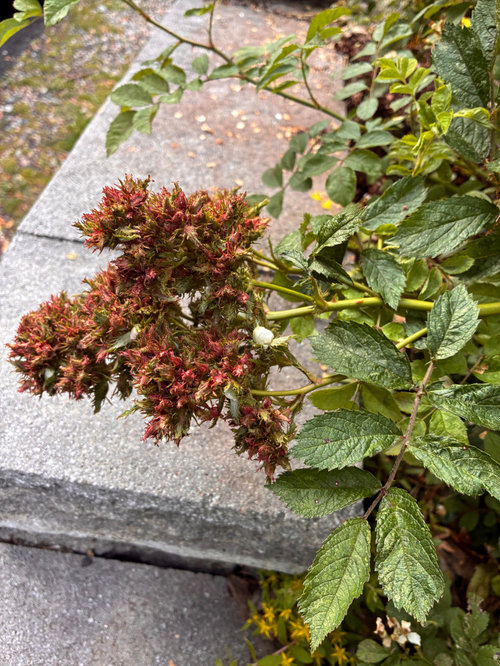 ?RRD - a multiflora rose in the neighborhood.