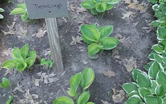 Trip to Fox Hosta Farm | Houzz Forum