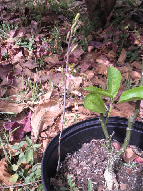 Surprise flowering bulb