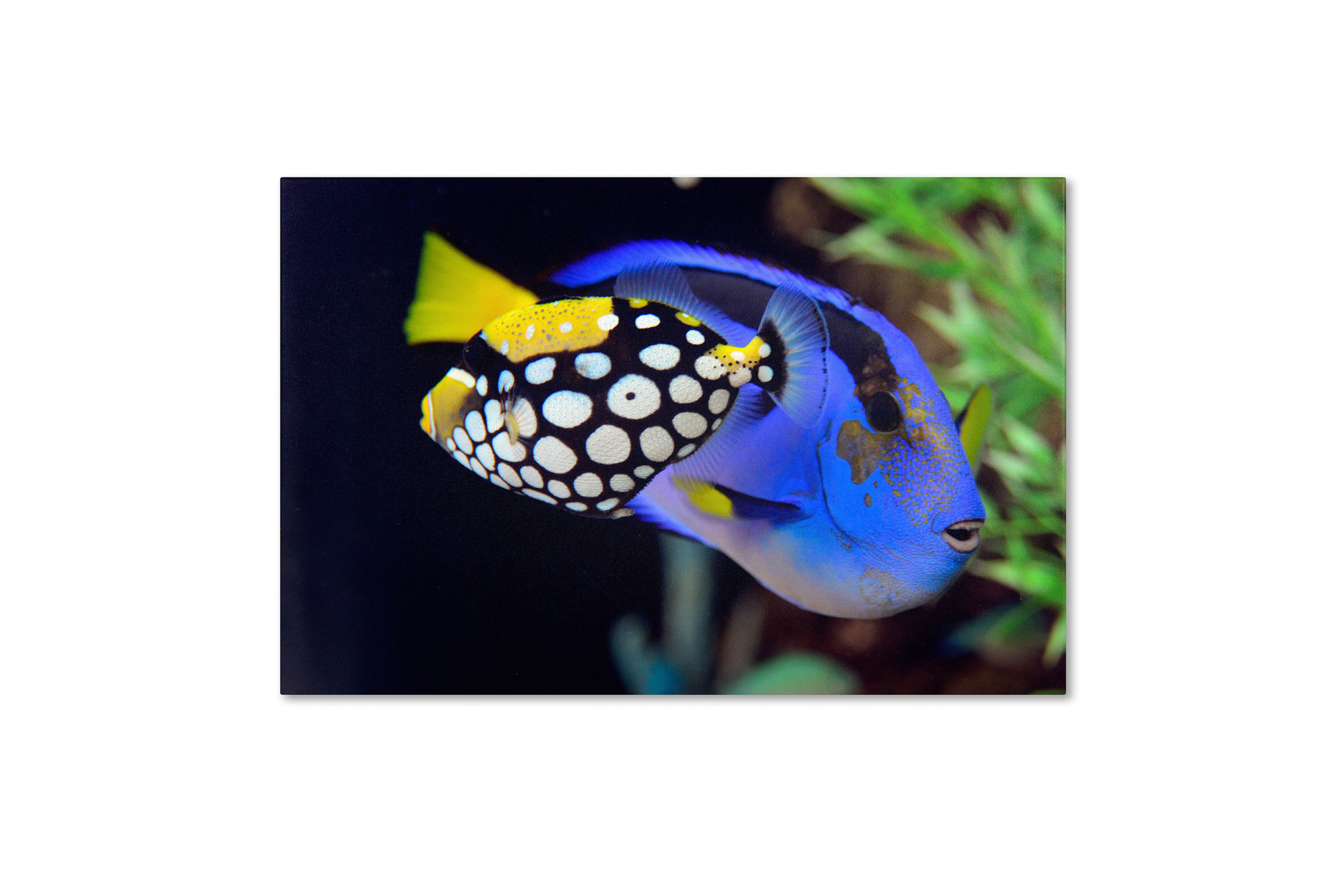 'Colorful Tropical Fish' Canvas Art by Kurt Shaffer, 16" x 24 ...