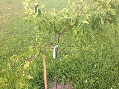 Brookgold Plum - Droopy branches