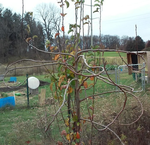 Curvy branches on pear tree - problem?