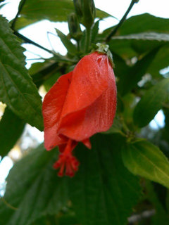 Varieties of Turks Cap