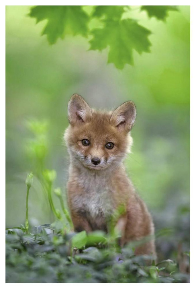 "Red Fox Pup" Digital Paper Print by Nick Kalathas, 14"x20", 42"x62 ...