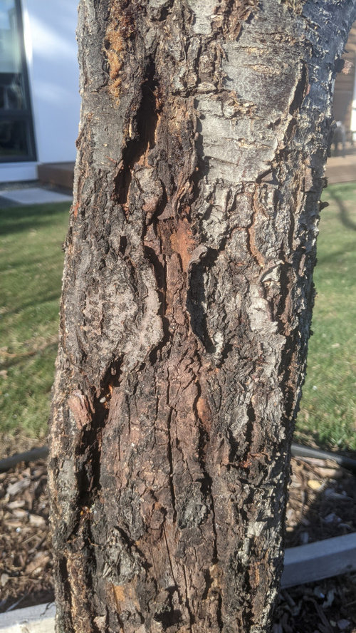 fruit trees, bark peeling and wood cracking