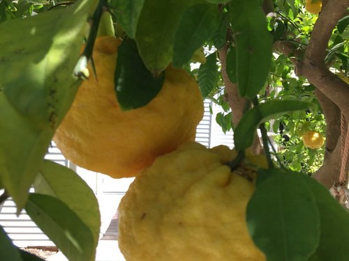 Huge lumpy lemons