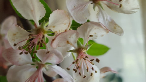 Fragrant pink flowering tree